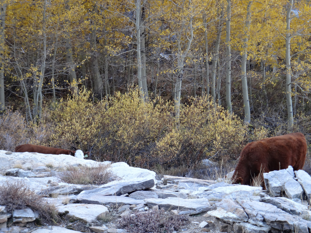 Furthest of the DPS Peaks: Ruby Dome in Northern Nevada - First Church ...
