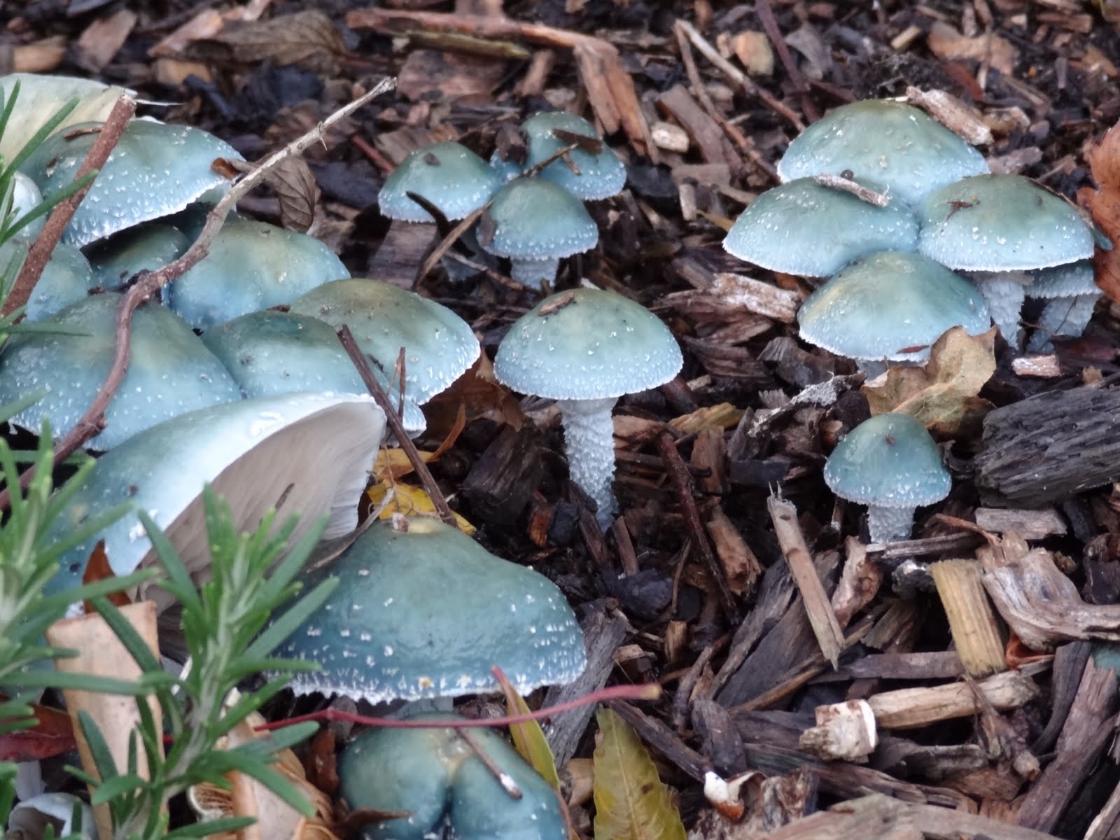susan vale: Mushrooms And Toadstools.
