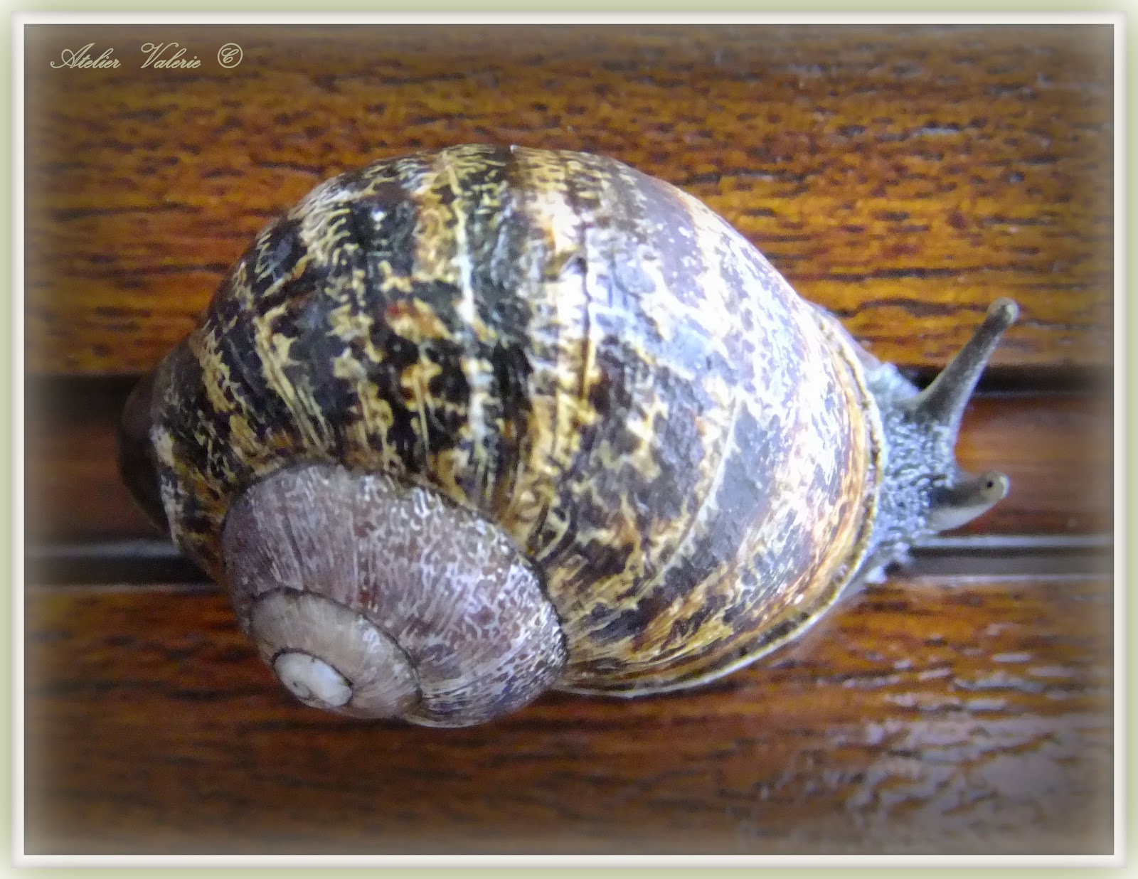 Atelier Valérie: Een huisjesslak op doortocht