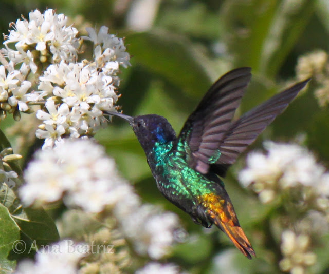 Aventura fotográfica: Colibri Cola de Oro (Golden-tailed Sapphire)