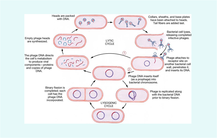 Virus : Pengertian, Ciri, Reproduksi, Klasifikasi - cekrisna