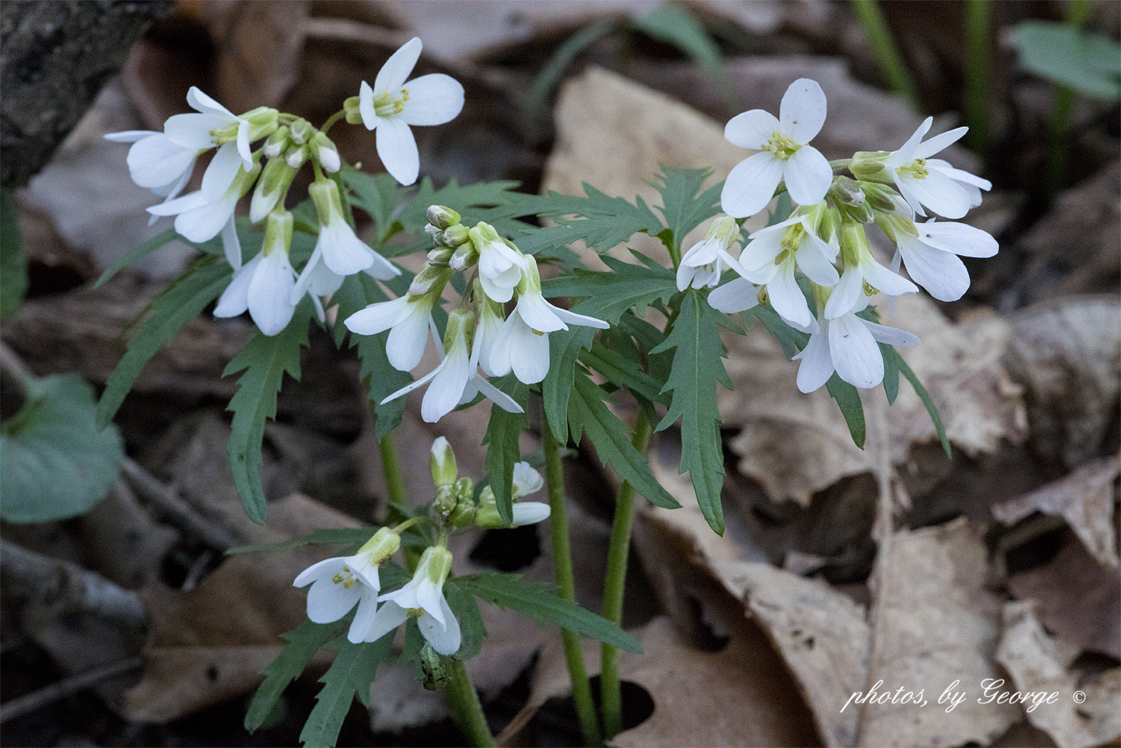 "What's Blooming Now" : Cutleaf Toothwort, Pepper Root (Dentaria ...