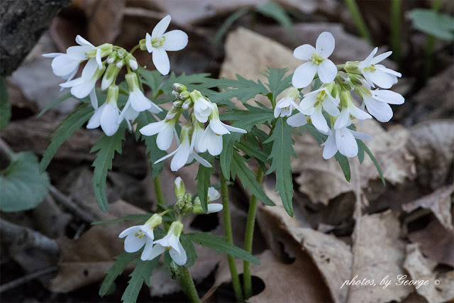"What's Blooming Now" : Cutleaf Toothwort, Pepper Root (Dentaria ...