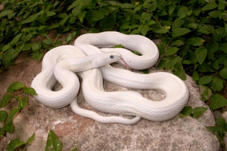 Most Amazing: Most Beautiful Snake Iridescent Shieldtail