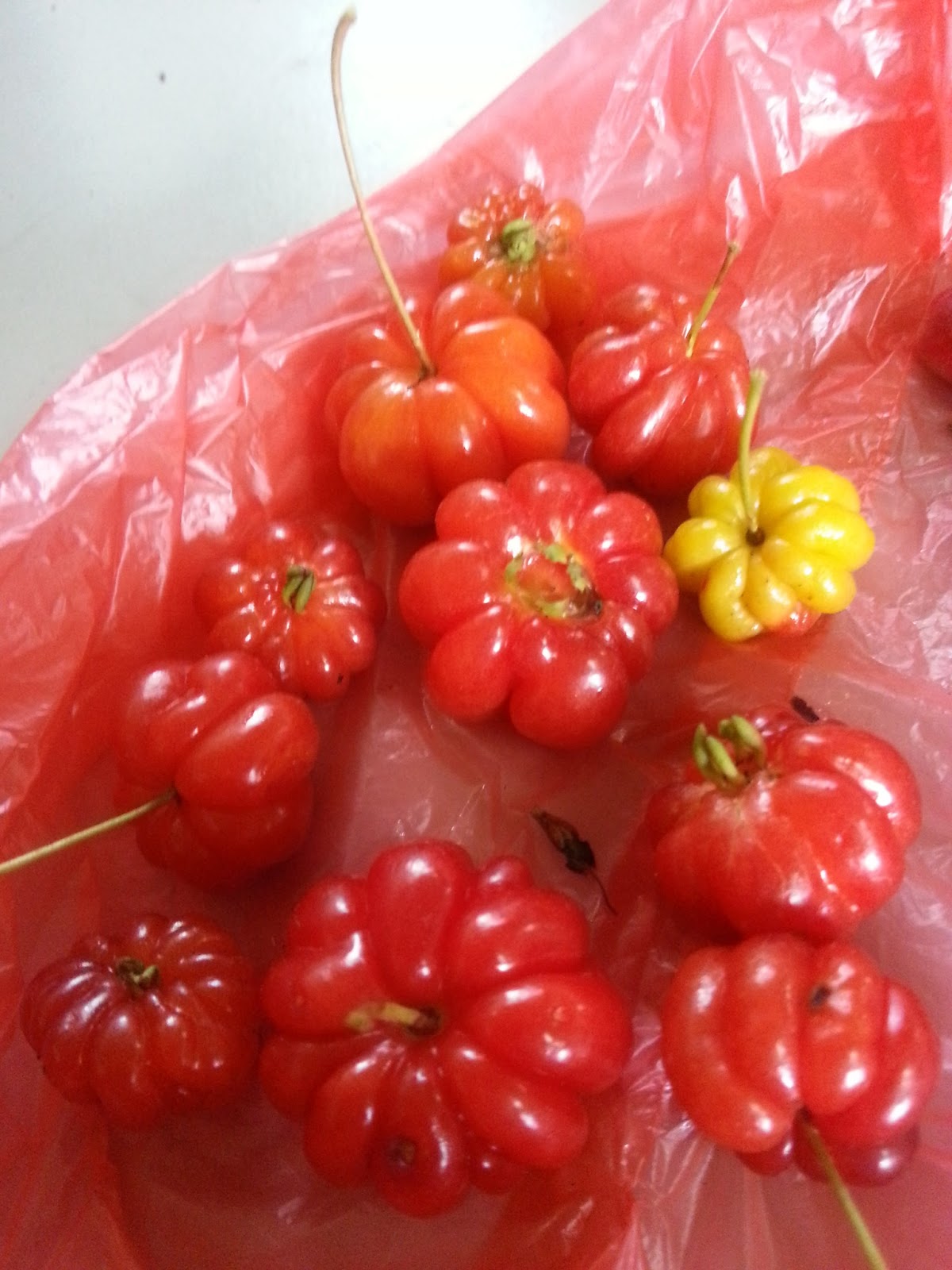 Buah Cermai - Perumperindo.co.id