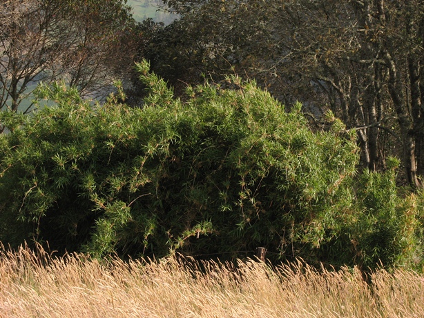 Biodiversidad y Conservación: Los chusques - Bambúes de los Andes