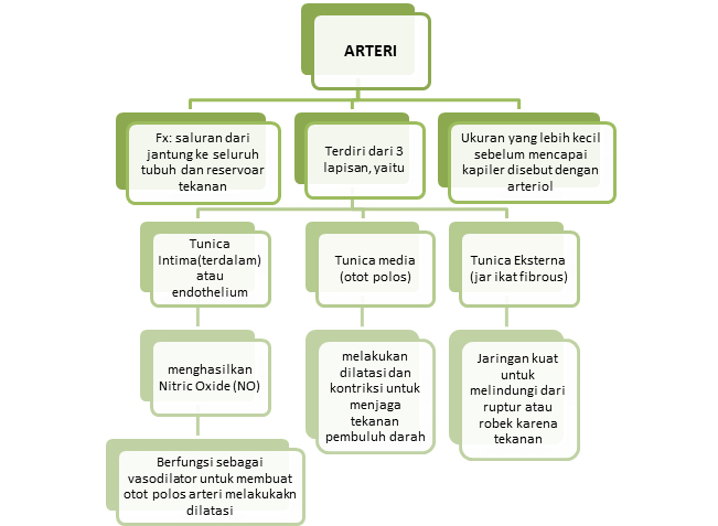 Look for Something?: Fisiologi Sirkulasi dan Mikrosirkulasi