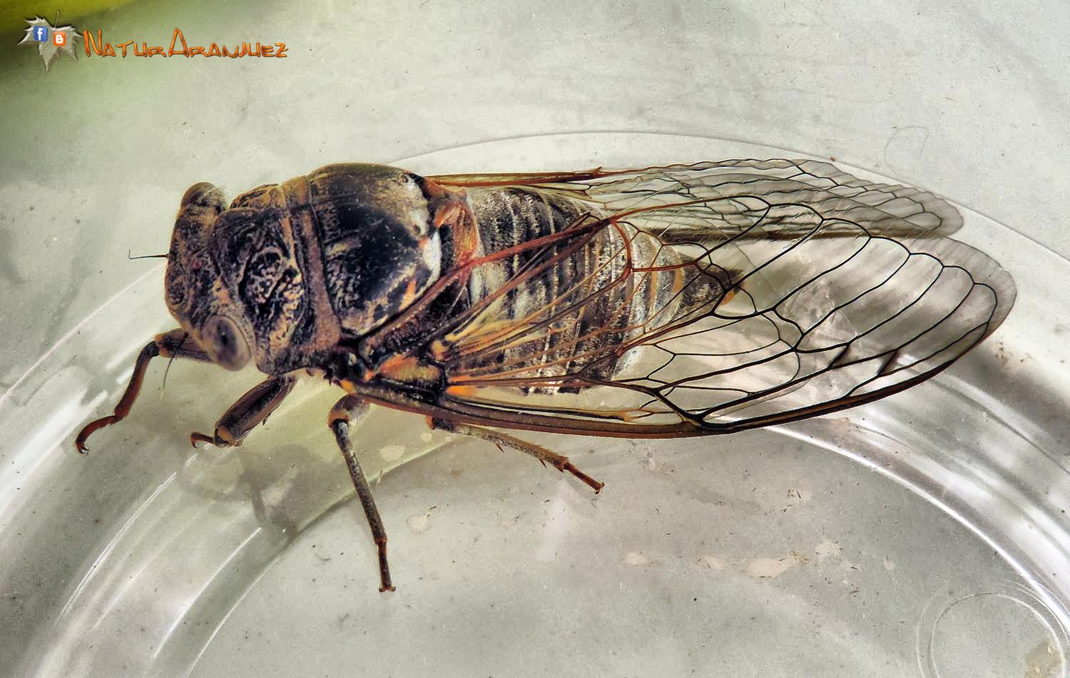 NaturAranjuez: Cicadidae - CHICHARRA