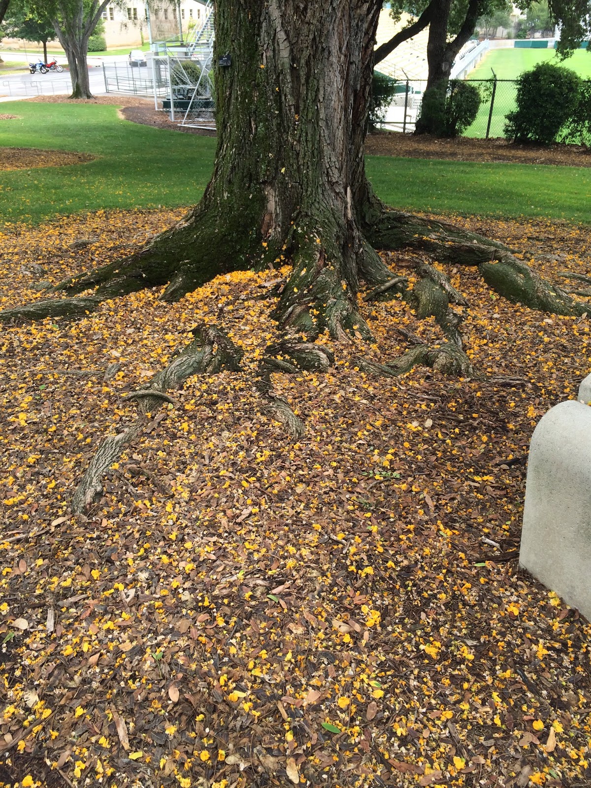 Trees of Santa Cruz County: Tipuana tipu - Tipu Tree