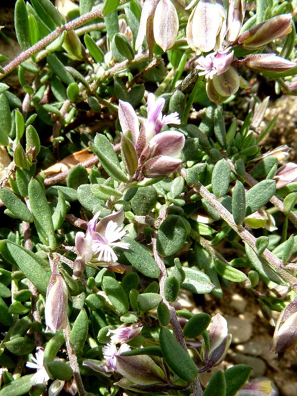 PASOS: Mobache, Marcén (Monegros), 17 de abril