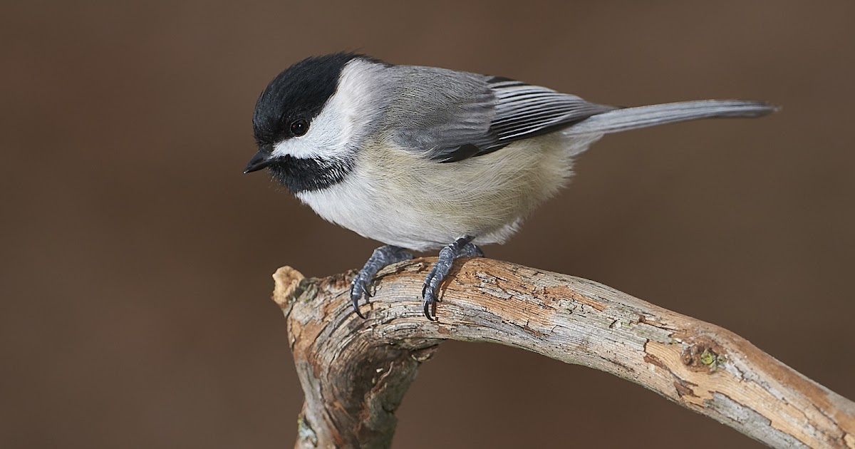 Mike's Photographs : Chickadee
