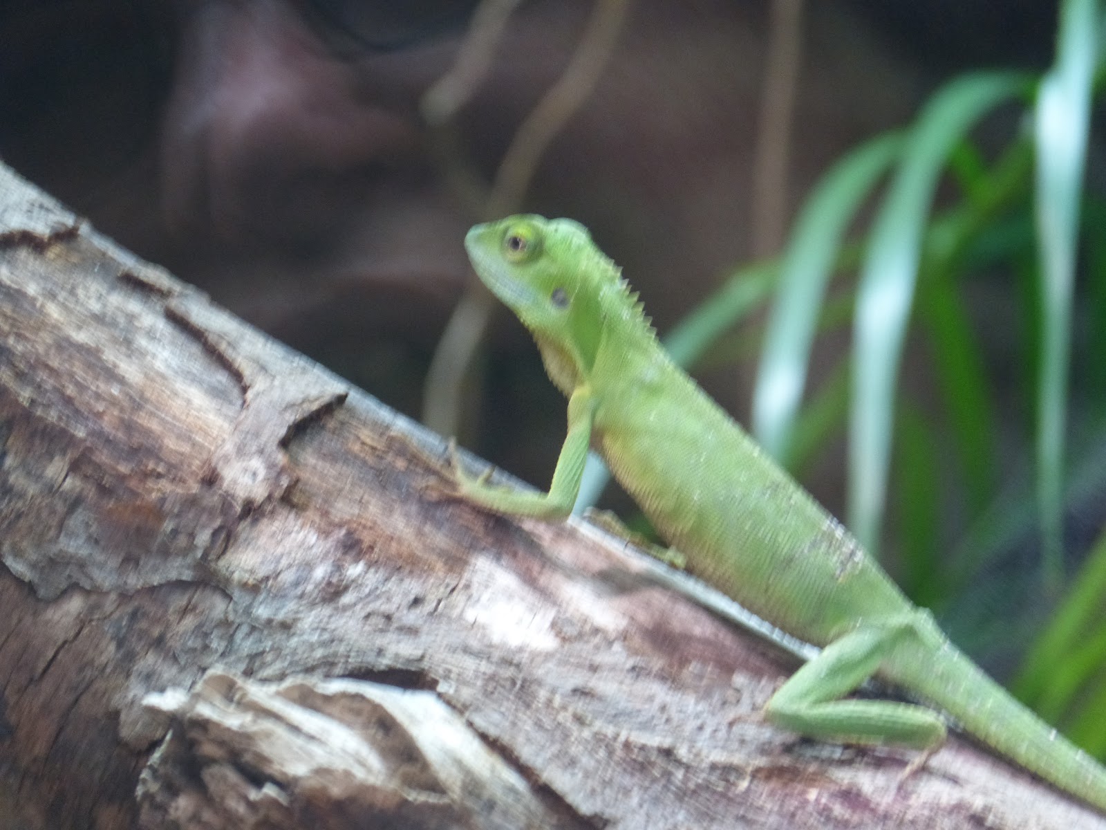 Clutter-Chaos Aaron&co: Reptiles @ Chester Zoo January 2018