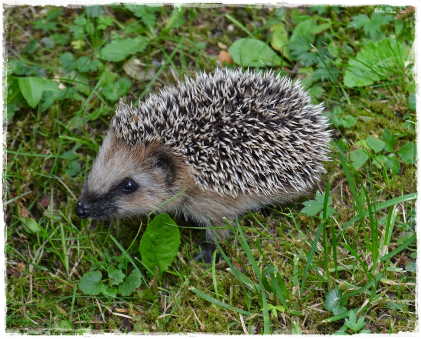 Villejä Lupiineja: Oi, sanoi siili...