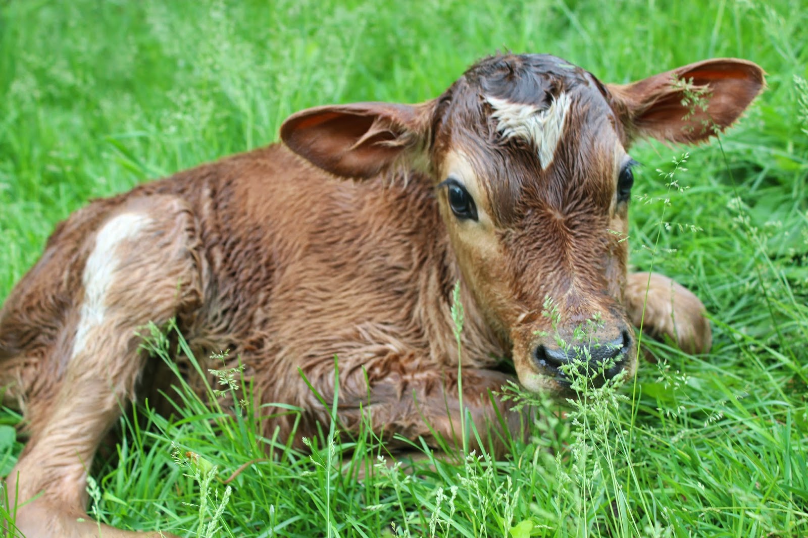 Squash Blossom Farm: A Calf is Born (finally)
