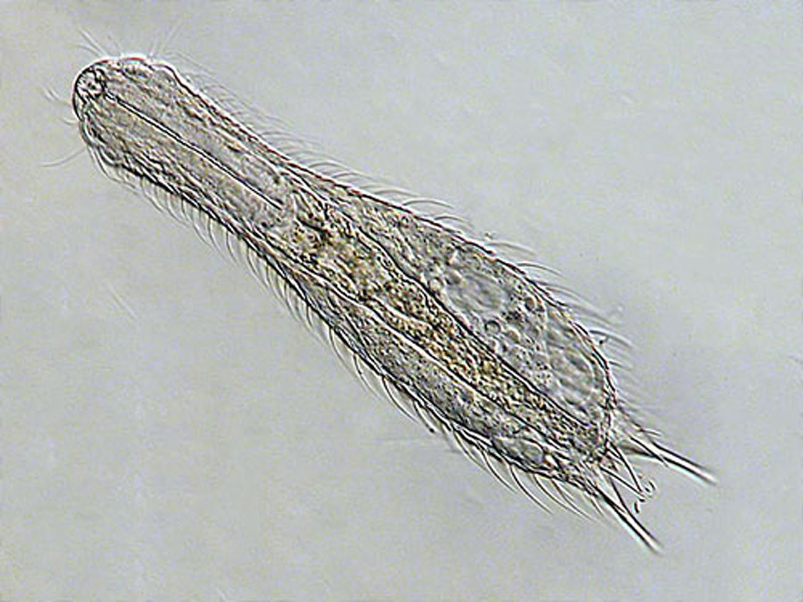 Gastrotricha ~ Dunia Hewan