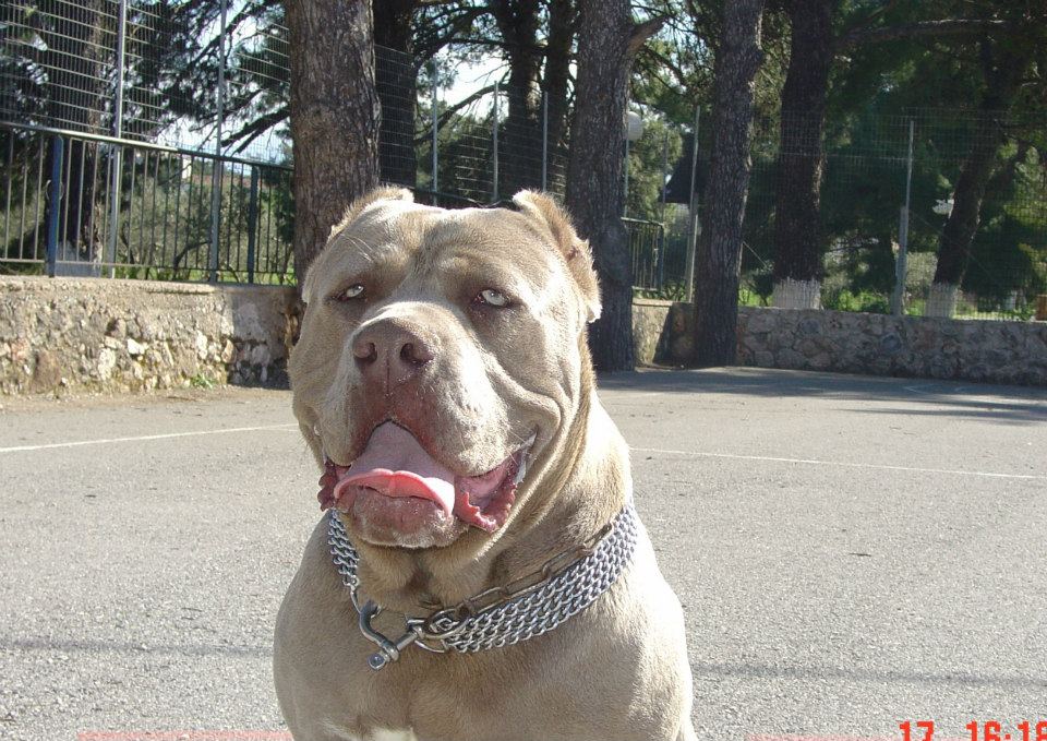 BANDOGFARM REGENCY MASTIFF FROM GREECE: ATTLAS II