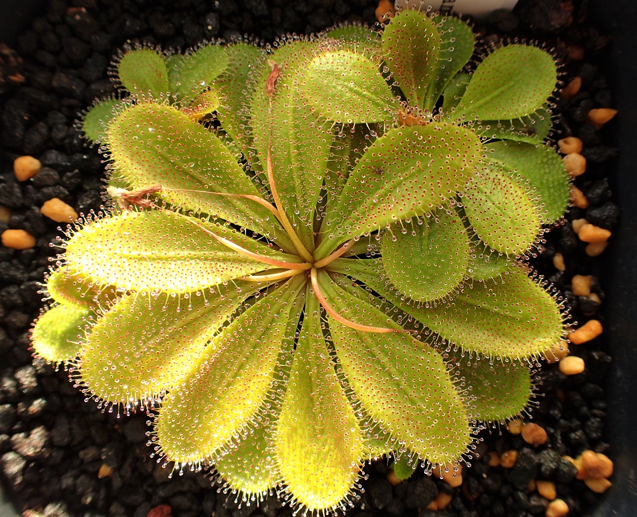 球根ドロセラ：ロゼットタイプ