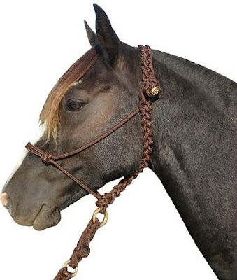 French Vocabulary Illustrated: licou