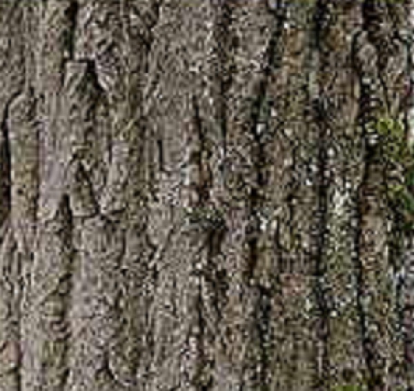 elarbolmiamigo-encinarosa: Populus nigra / Chopo negro / Álamo negro ...