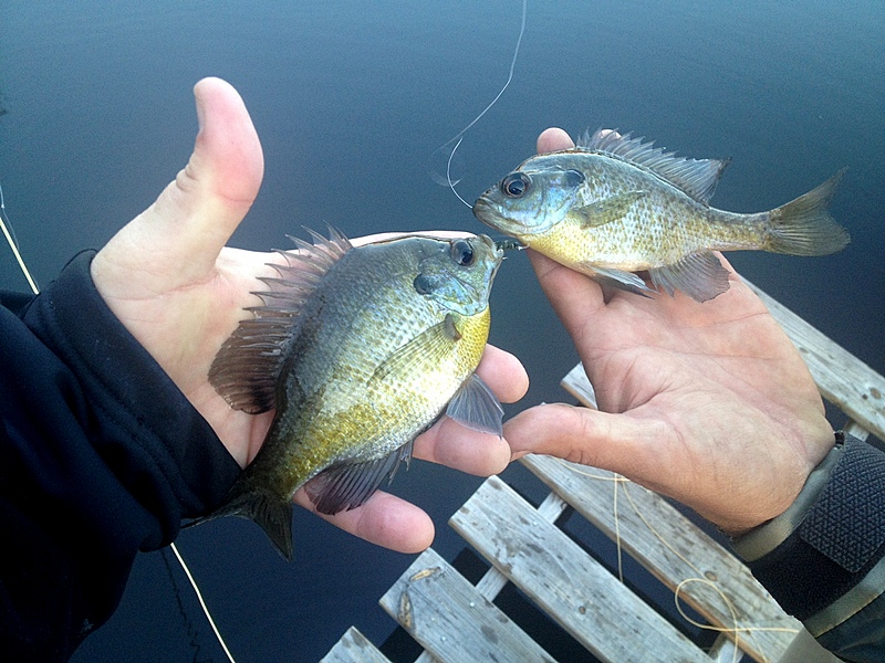 T.F.M. Spotting - It's Raining Bluegill