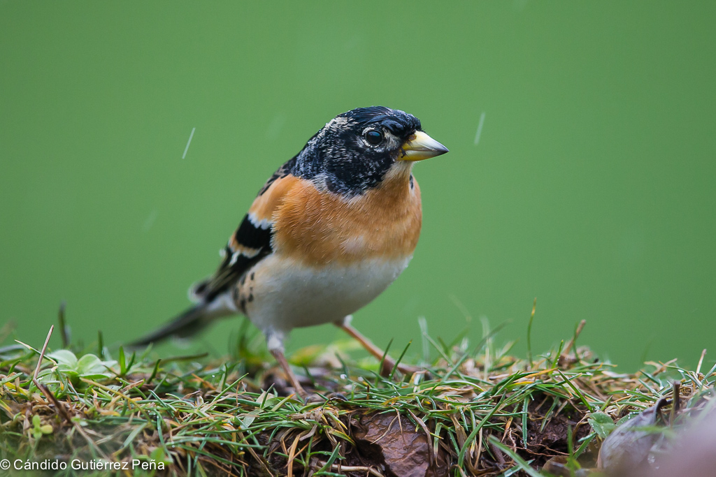 PINZON REAL - Fringilla Montifringilla | Observatorio de la Naturaleza