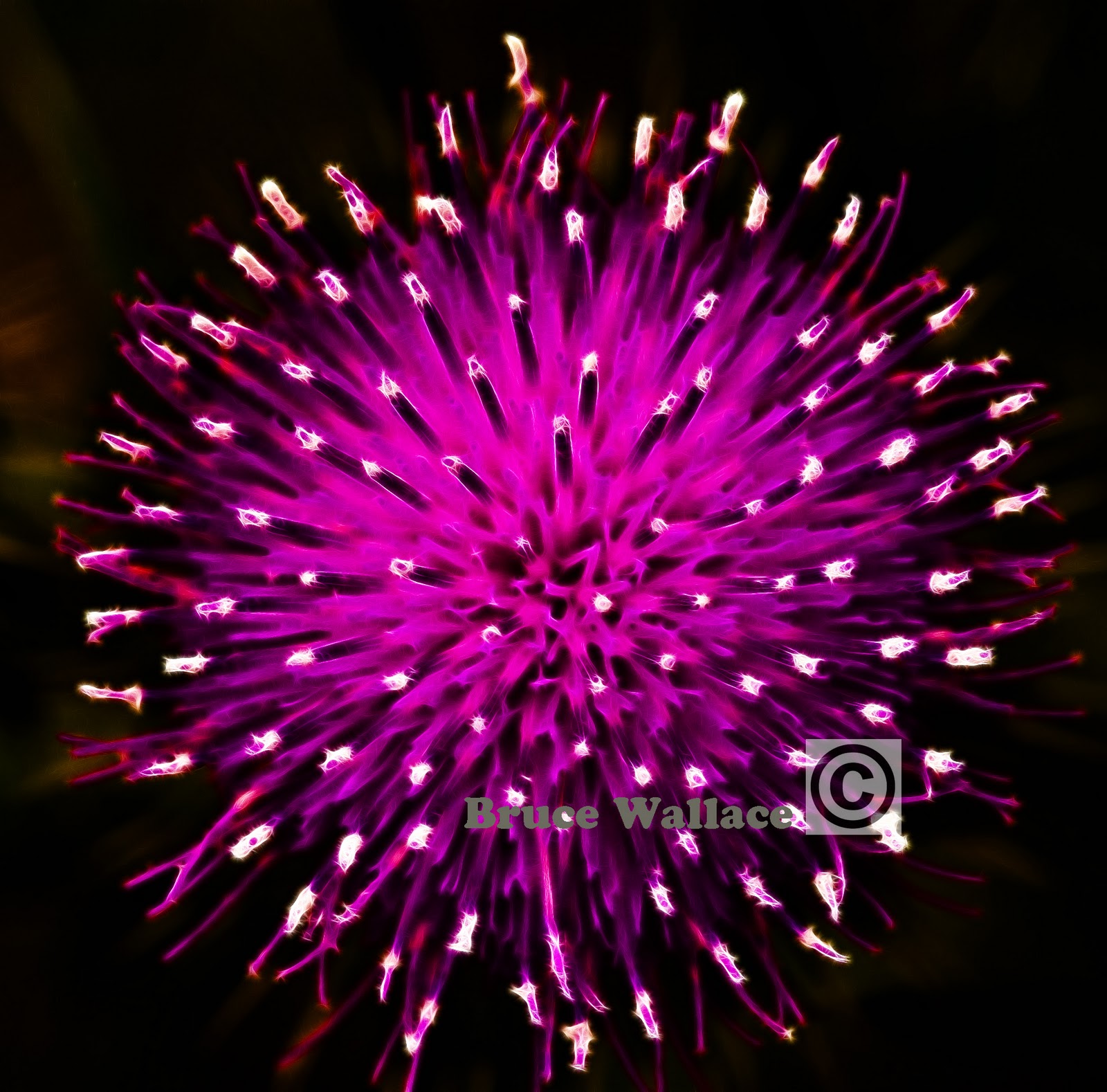 Great SouthLand Photography: Digital Images - Fractalius Filter