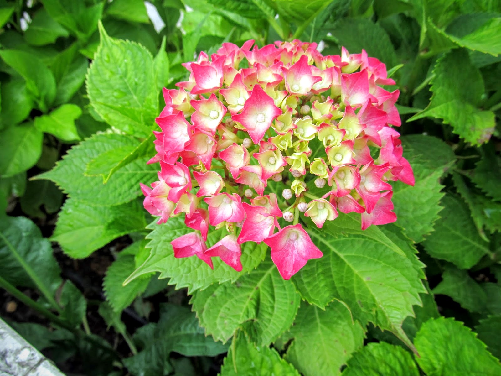 Cittaslow Botanik Park: ORTANCA ÇİÇEĞİ ( Hydrangea macrophylla )