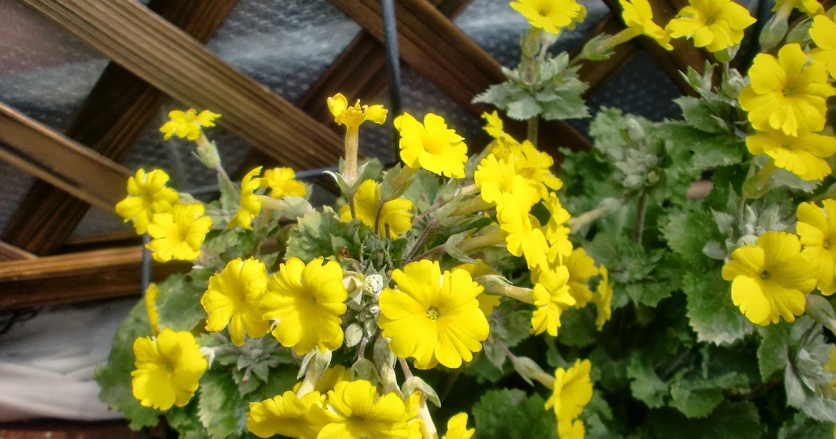 60歳で無職の優雅な日々: プリムラ・キューエンシス Primula kewensis