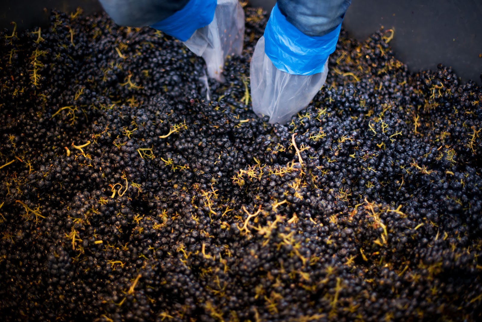 The Wine Write: Spotlight Wine: 2011 Epoch Block B Syrah