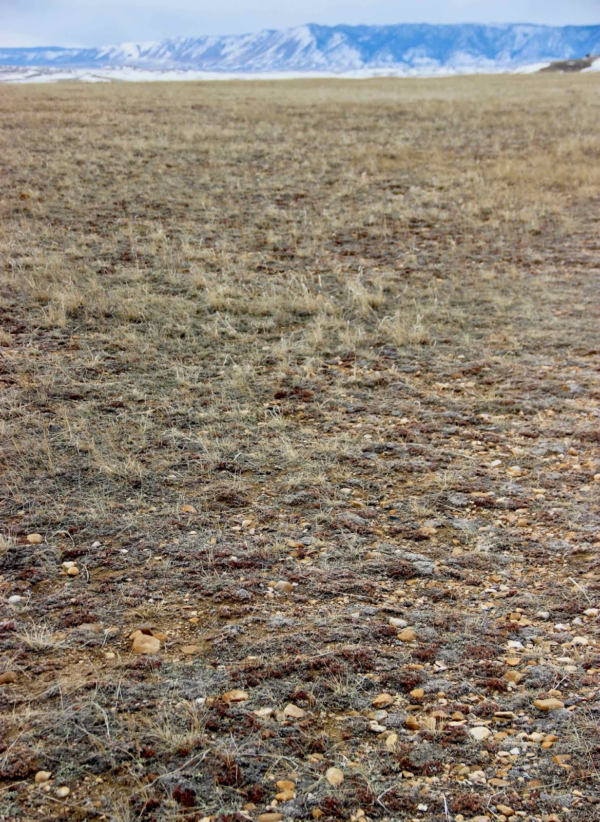 In the Company of Plants and Rocks: Big Hollow—an Exceptional Hole in ...