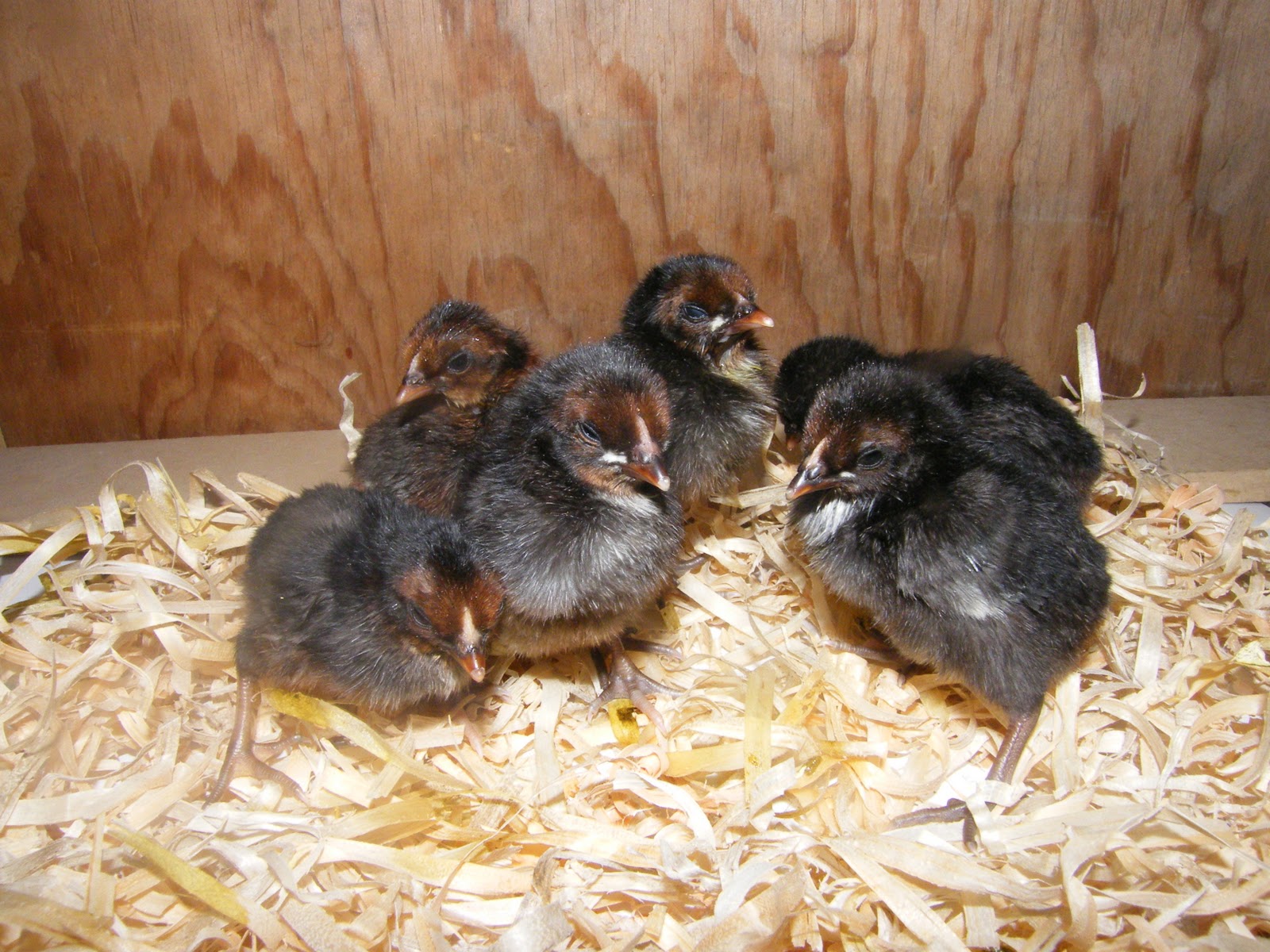 El Polvorin: Brown Red