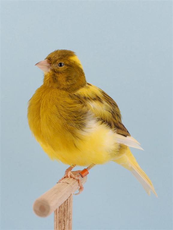 abc - www.alakkanari.blogspot.com: Fife Fancy kanári 3. -ahogy a F.O.I ...