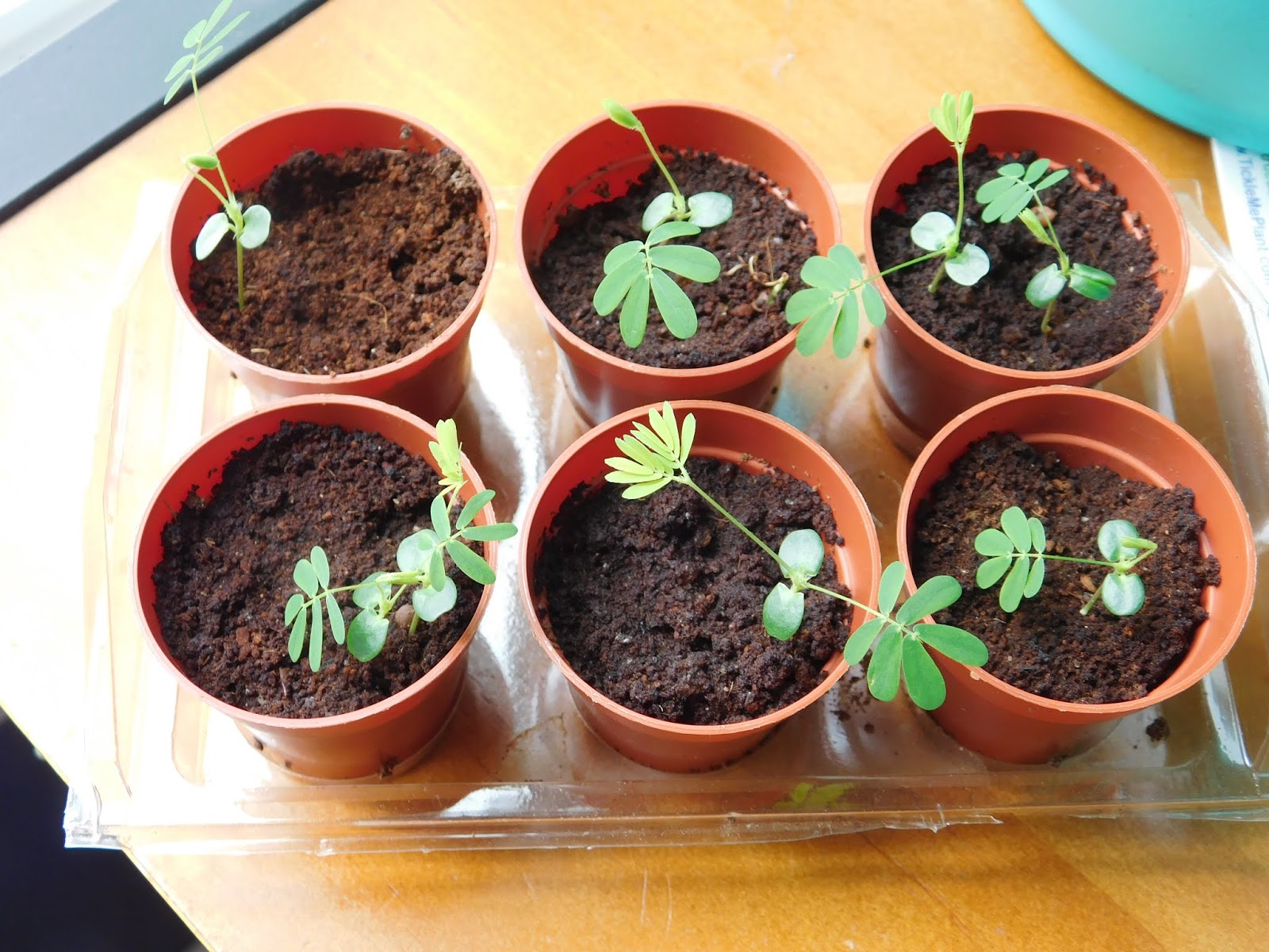 100 Days of Science #26-- Growing our own Tickle Plants