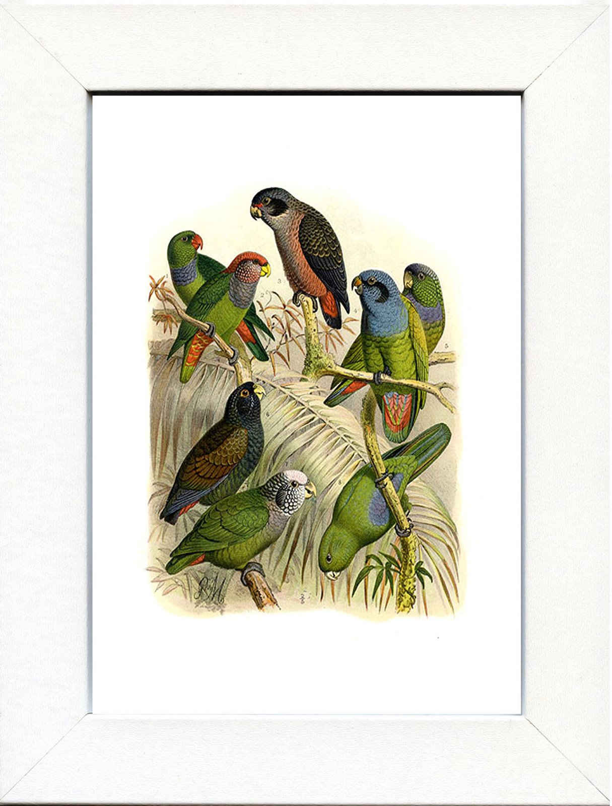 jjjewel.resimlerim: PAPAĞAN TEMALI RESİMLER