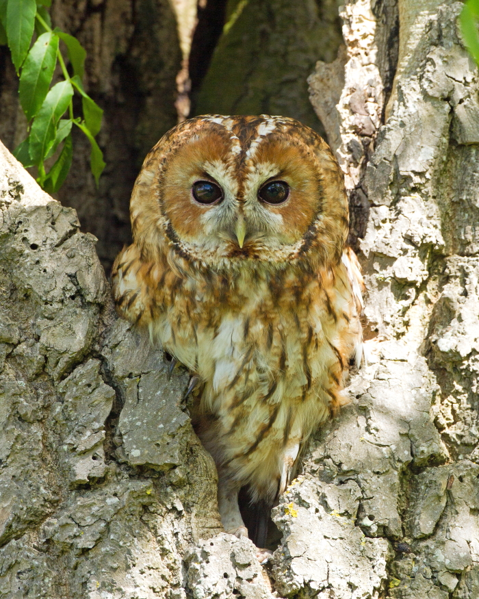 owls about that then!: Local Owls and Scotland.....