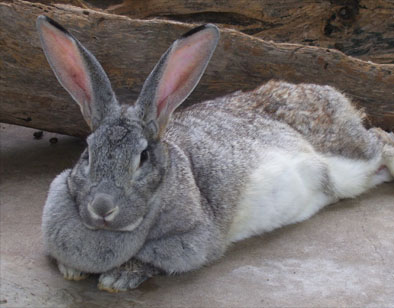 Breeds Rabbit: Flemish Giant Rabbit