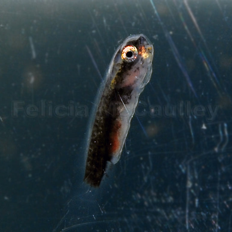 aquarium adventures: We are Not Plecos! Breeding Stippled Clingfish in ...