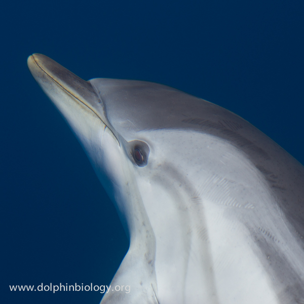 Dolphin Biology and Conservation: Blue eyes