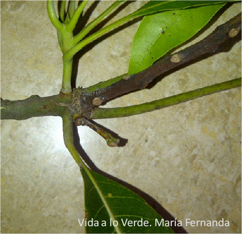 La Doctora De Las Plantas: Cogollos de mango para aliviar el dolor ...