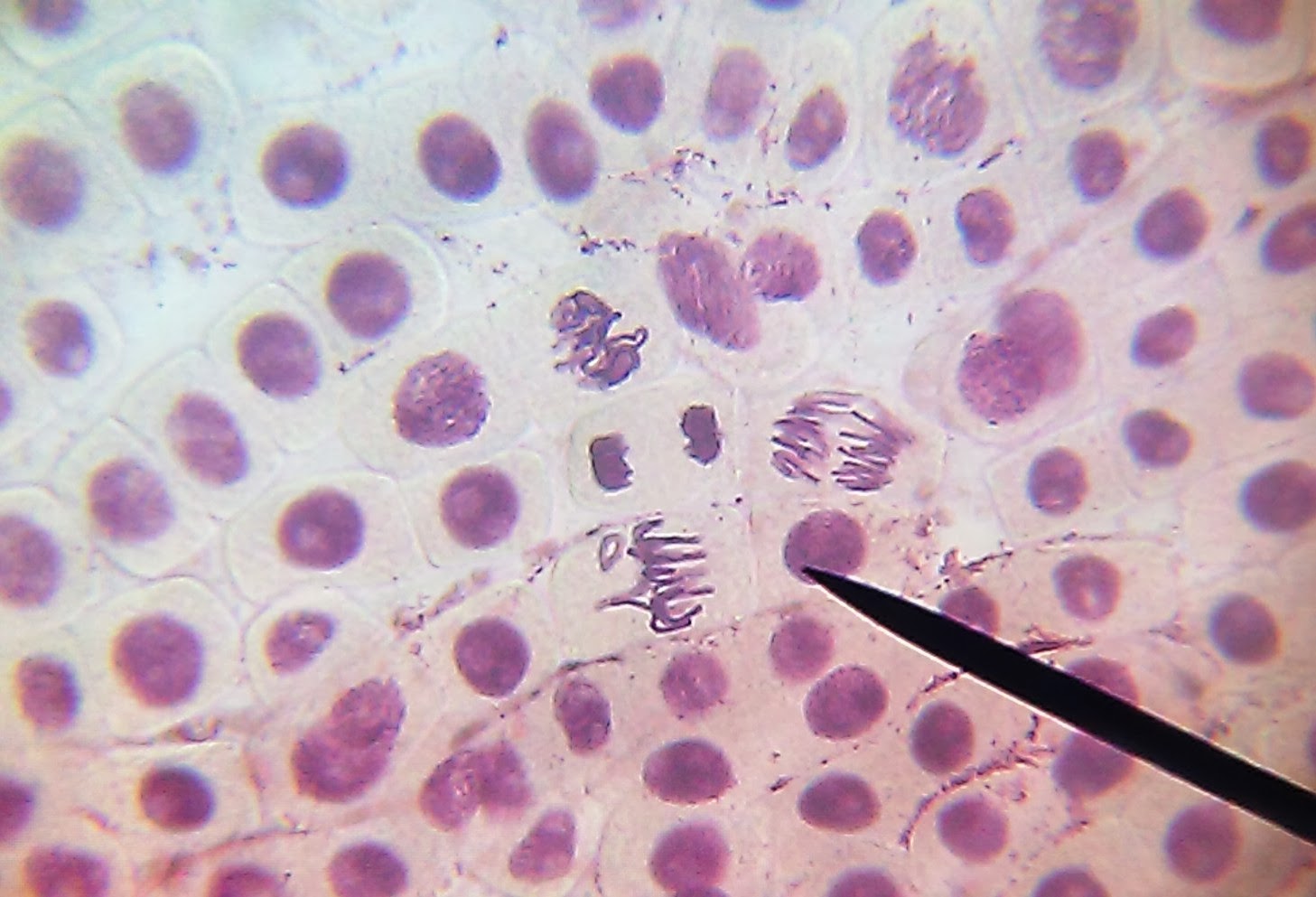 terraconvida: 11/28/12