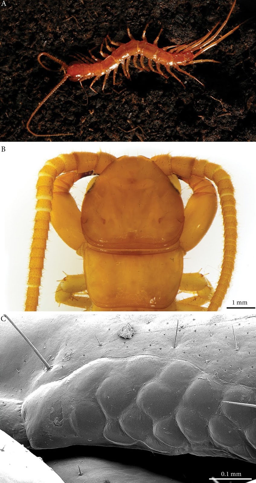 Species New to Science: [Invertebrate • 2017] Eupolybothrus liburnicus ...