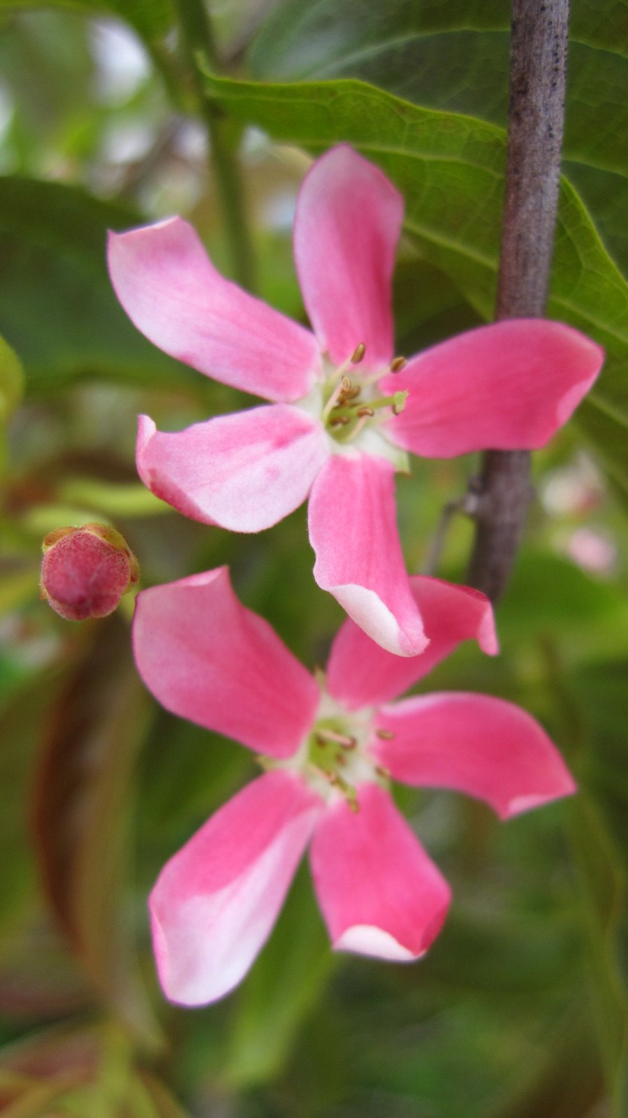 Plant Photography: Quisqualis indica Two Pink Flowers