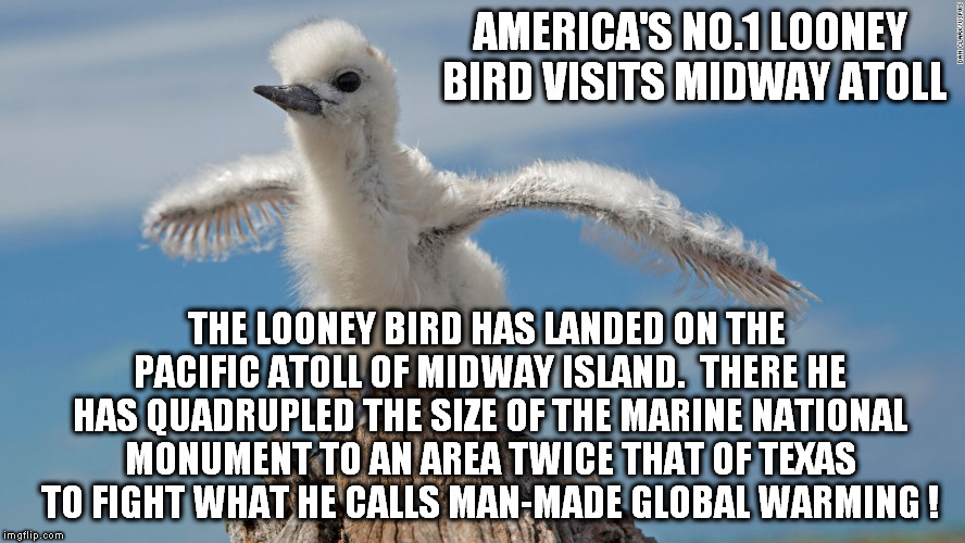 America's No.1 Looney Bird visits Gooney Birds on Midway Atoll ...