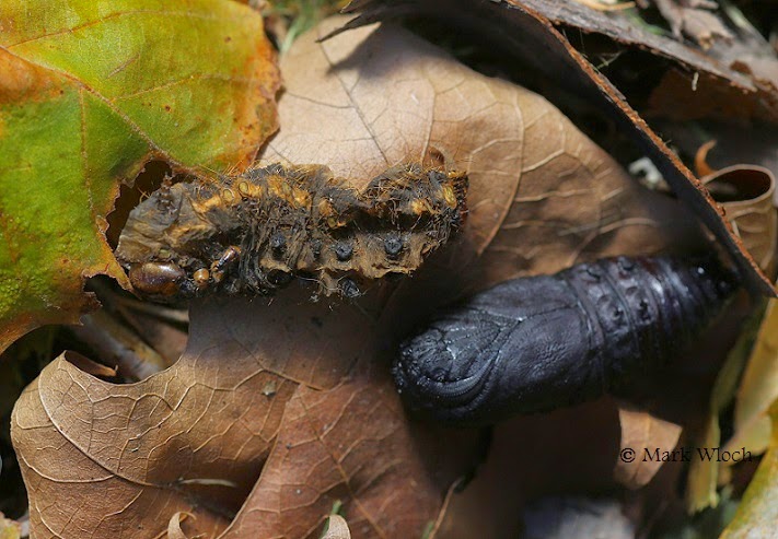 Mostly Birds (but not always): Imperial Moth Life Cycle