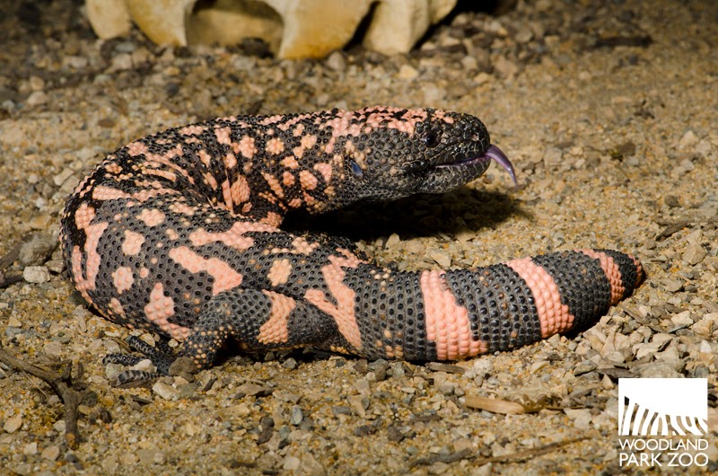 Giving rescued endangered plants a second home