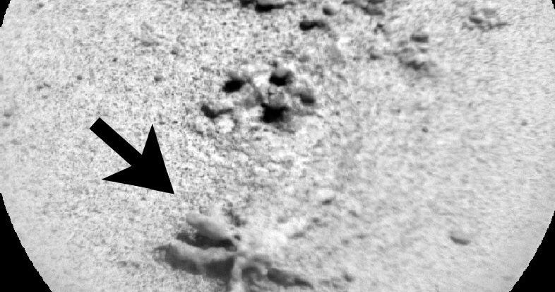 Star Fish Fossil Found On Mars?