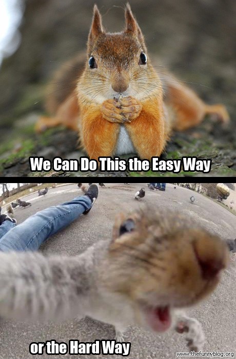 Speak of the Devil: A Day In The Life Of A Squirrel