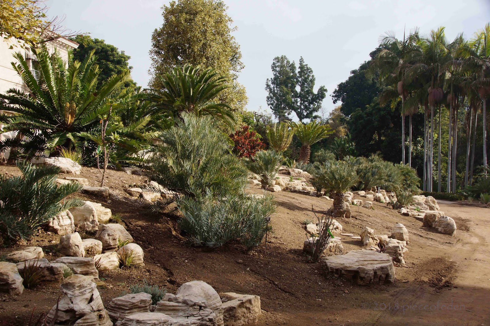Huntington's Whitelock Cycad Collection Installation Nears Completion