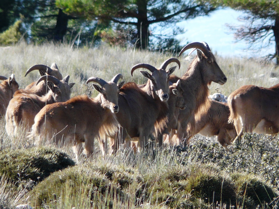 IMAGENES ETHEL: IMÁGENES DE CABRA MONTES , CÓNDOR ANDINO Y NEVADOS DEL ...