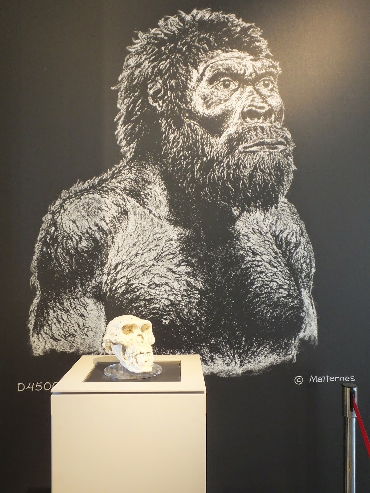 Dmanisi hominin fossils in Georgia: human skeletons